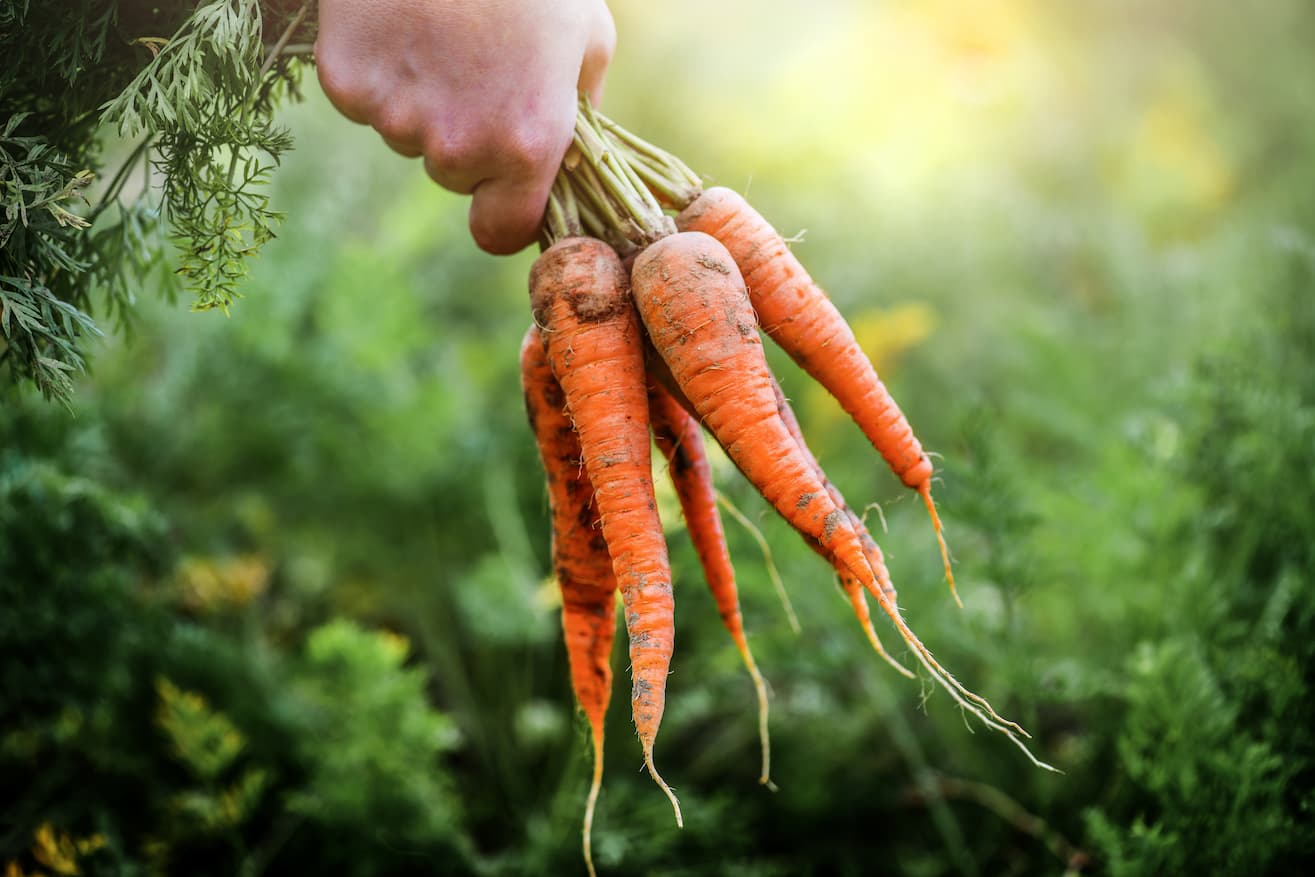 What Is a Physical Hazard in Food? Examples and How to Prevent Them