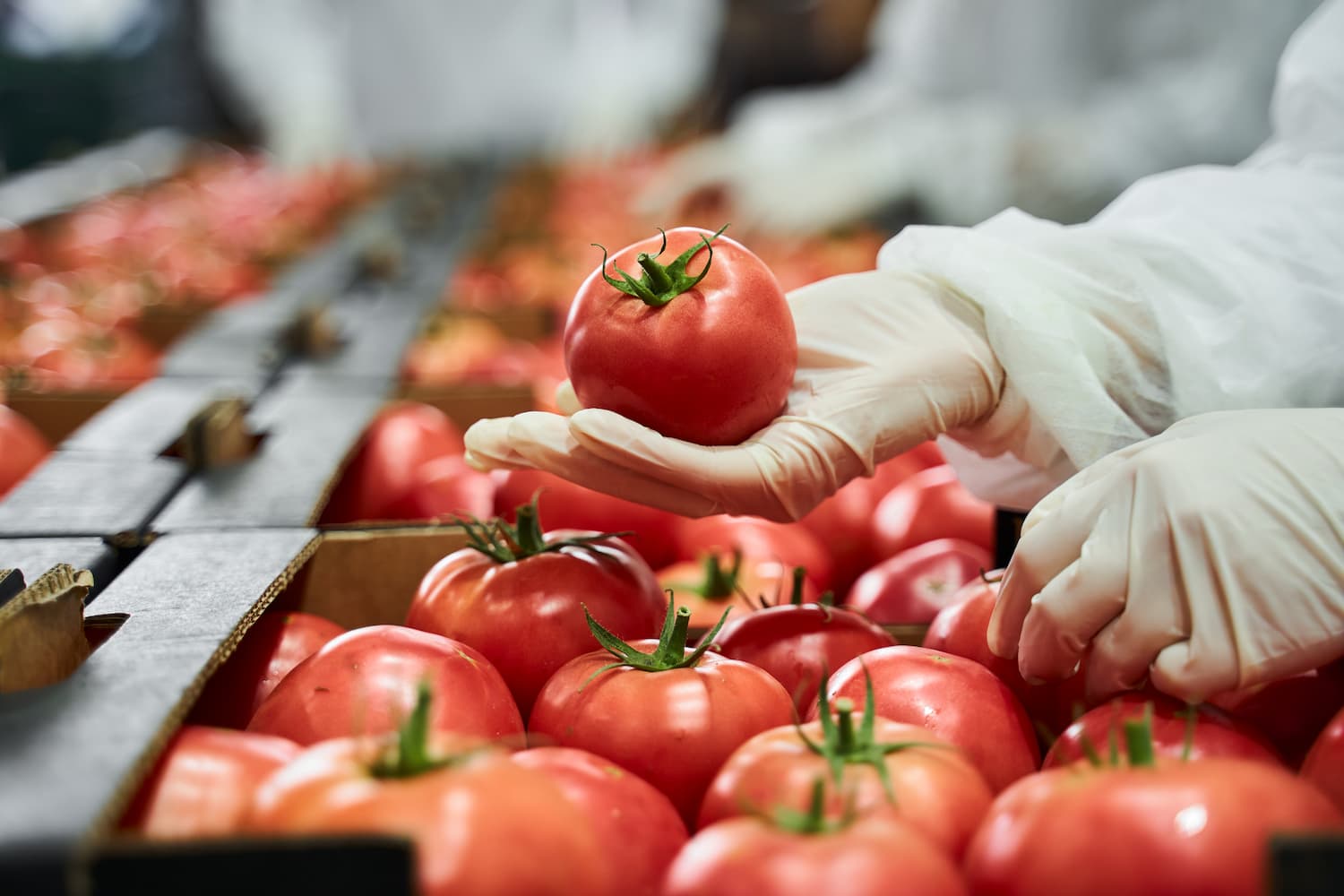A Guide to the Codex Alimentarius Commission & HACCP Guidelines